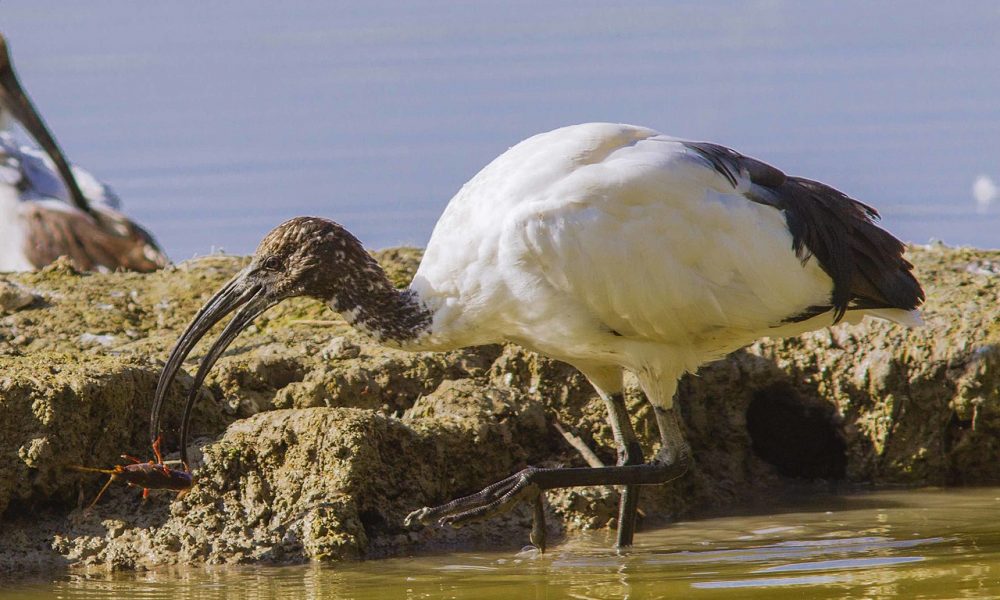 Ibis sacro: un alieno nel Delta del Po, curiosità ed immagini - itAdria