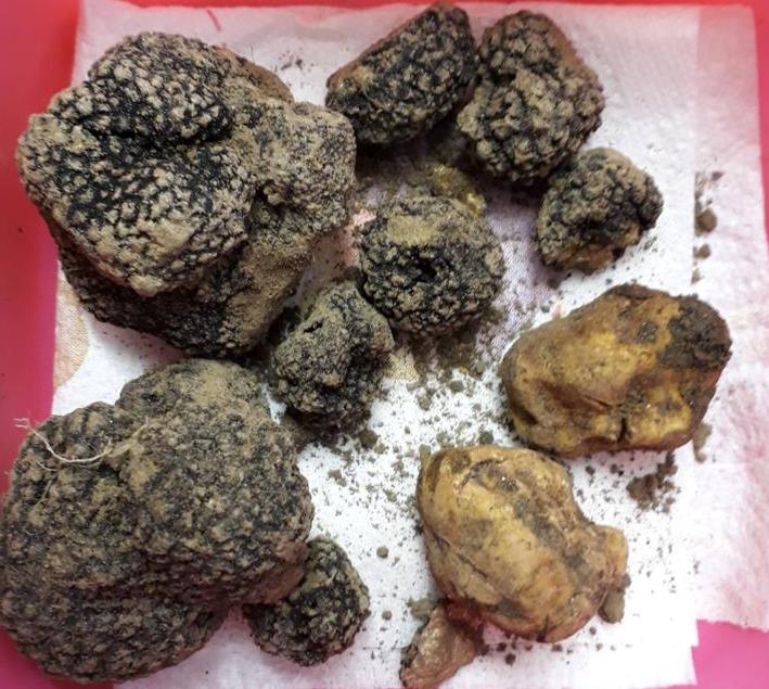 Delta è Gusto, i tartufi del Delta del Po e i “trifolin” - itAdria