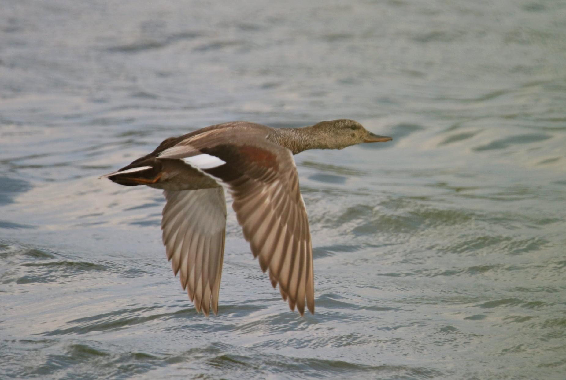 Delta fauna - itAdria