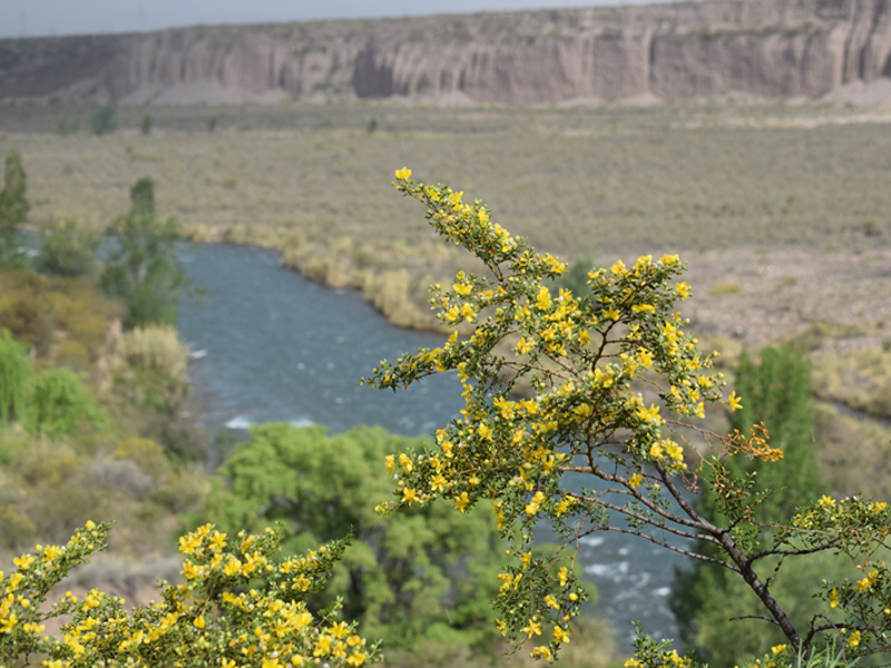 Jarilla: flor provincial y símbolo de la cultura local – itBuenosAires