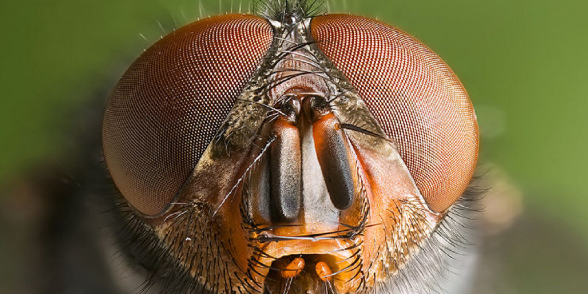 Sa musca maccedda, la macellaia custode di tesori - itCagliari