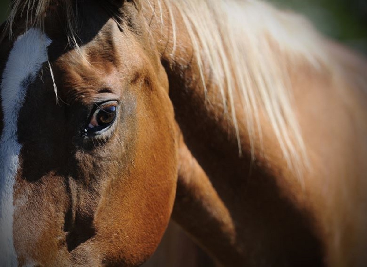 Il cavallo Persano: fusione di eccellenza e dolcezza
