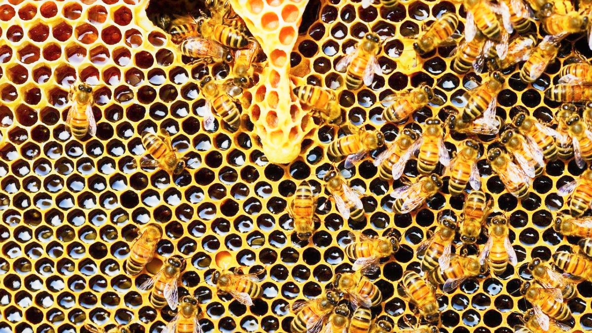 Giornata mondiale delle api, piccolo insetto dal grande valore ...