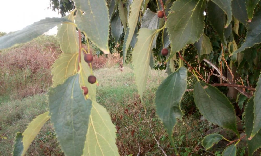 I milicucca, immancabili durante la festa di San Francesco