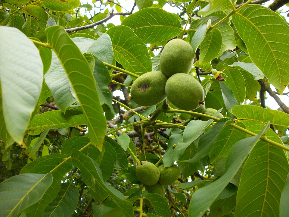 Il nocino, una tradizione antica e facile da fare - itFrosinone