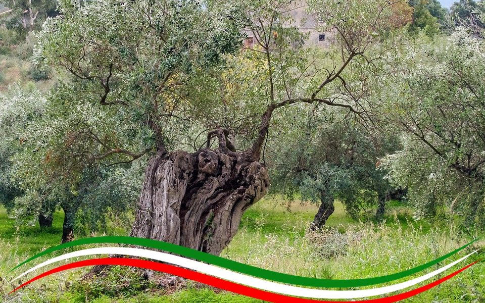 Gli uliveti ciociari, e il museo dell’olio e dell’olivo - itFrosinone