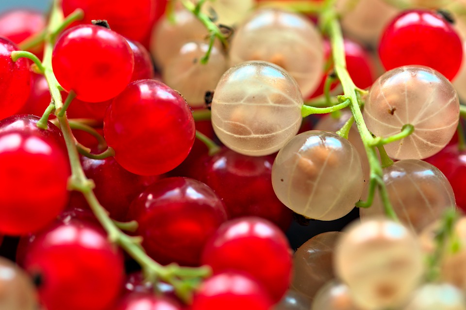 Il Ribes rosso, nero e bianco, per un pieno di energia - itLatina