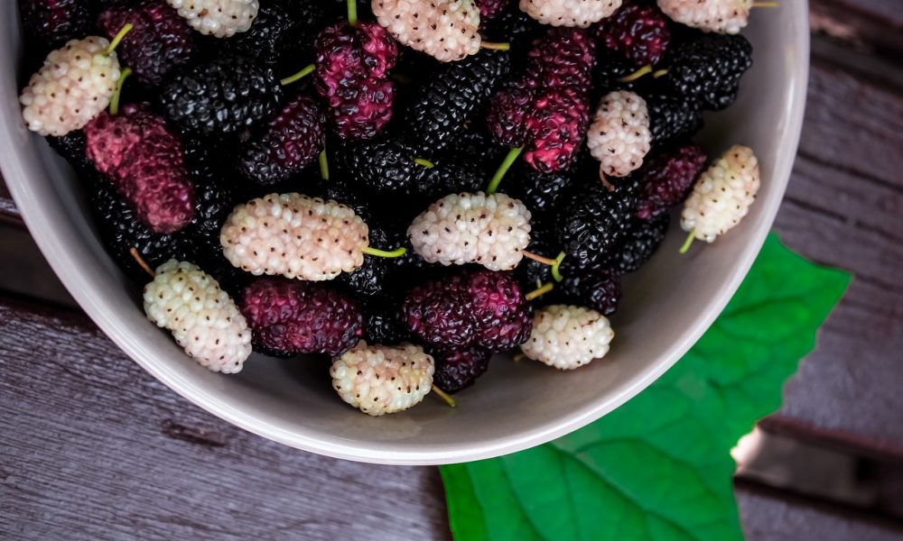 Il gelso, tra i frutti antichi da riscoprire, ricco di qualità - itLatina