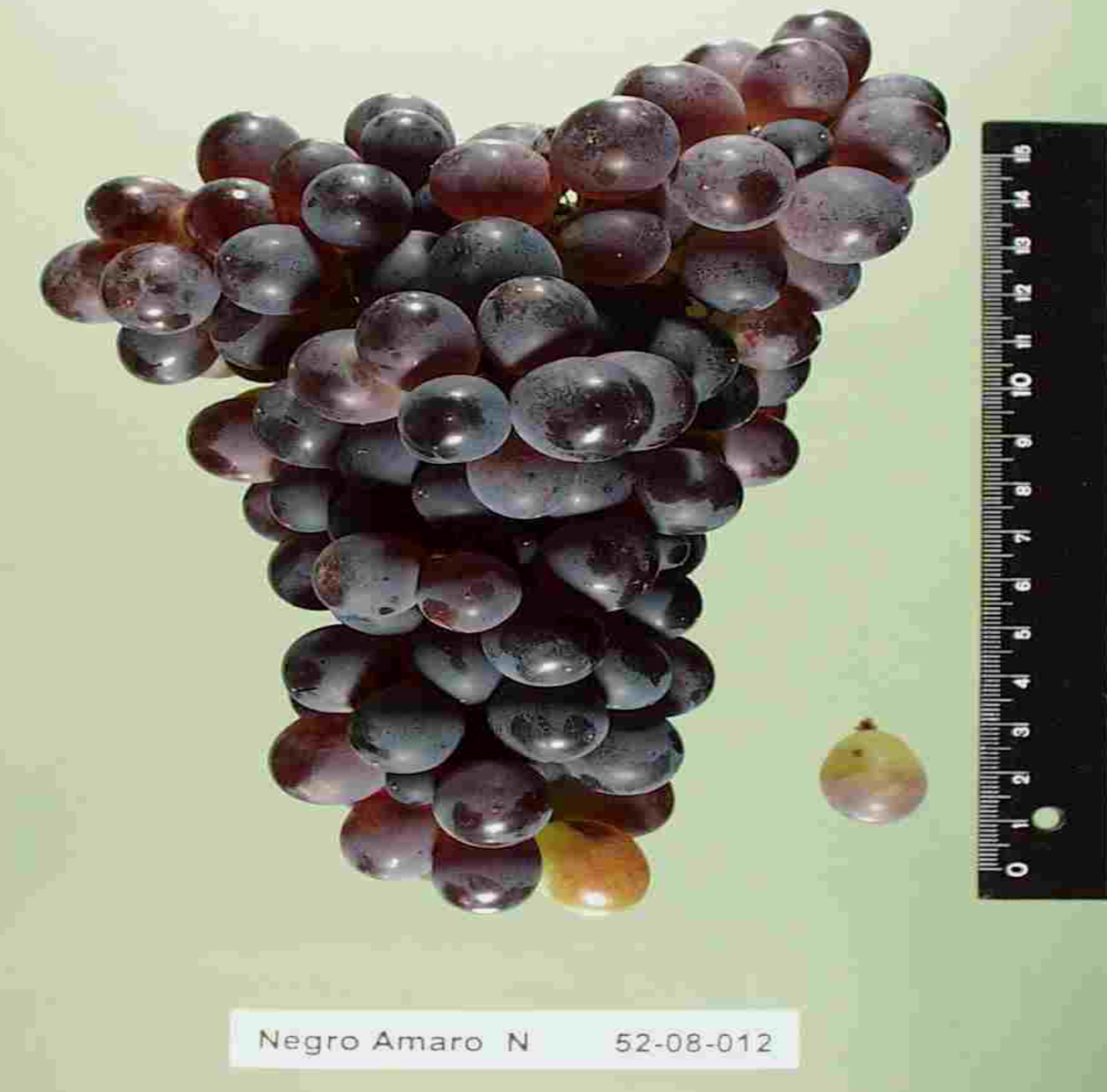 Il Negramaro: storia di un'eccellenza salentina - itLecce