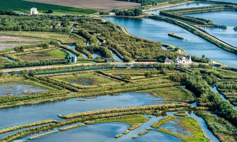 La rinascita dei campi polesani: la rifioritura del Giardino del Polesine
