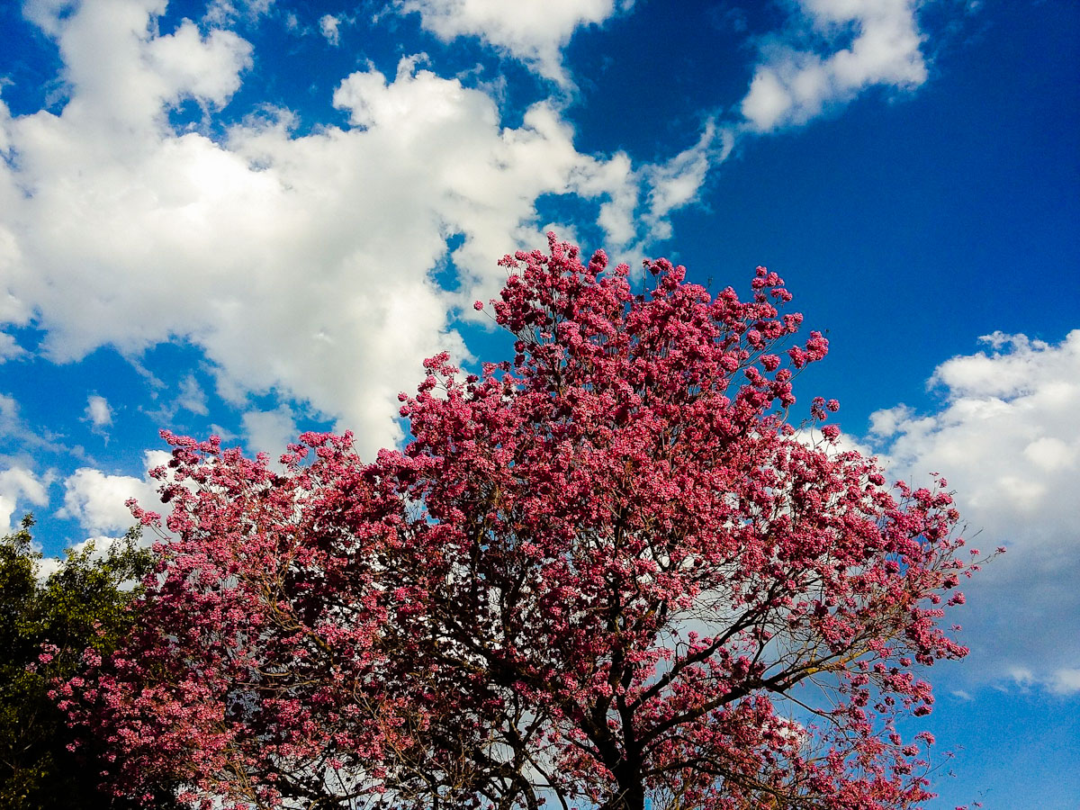 Los lapachos, protagonistas de la ciudad - itRosario