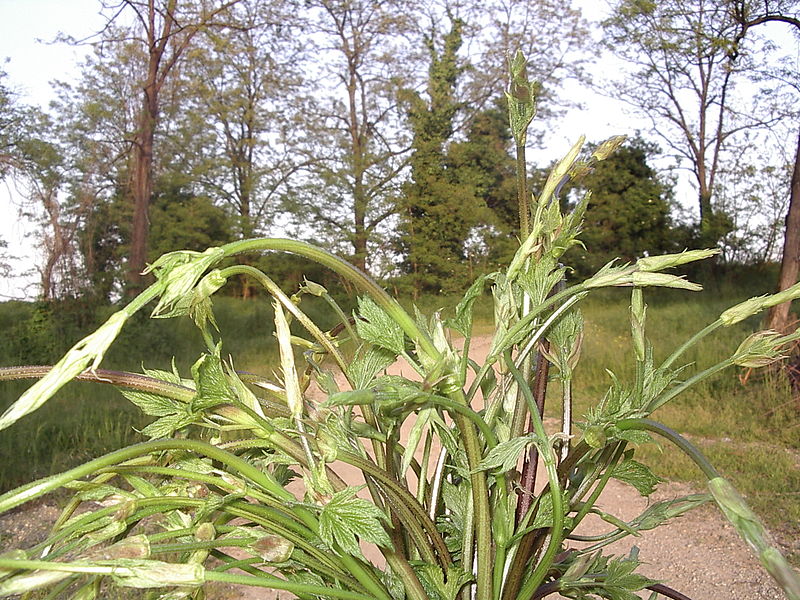 Gnocchi di bruscandoli, bontà di primavera - itRovigo